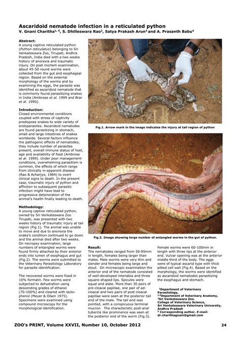 Pdf Ascaridoid Nematode Infection In A Reticulated Python V Gnani