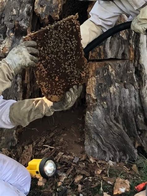 Joshua Meeks Old Dominion Honeybee Services
