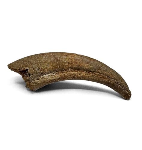Fossils For Sale Fossils Rare Cretaceous Theropod Dinosaur
