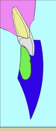 Midterm Flashcards Quizlet Midterm Flashcards Quizlet