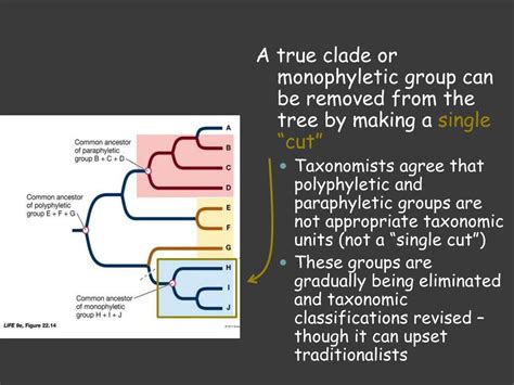 ppt reconstructing and using phylogenies powerpoint presentation