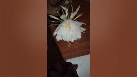 කඩුපුල් මලක් කඩුපුල් Flower Youtube