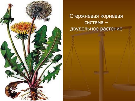 Внешнее и внутреннее строение корня Online Presentation