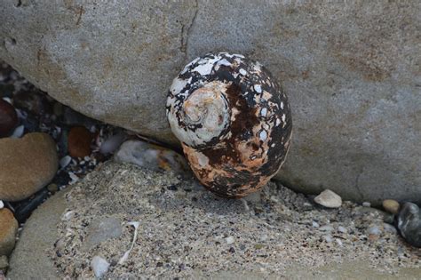 Shell Stones Free Photo On Pixabay Pixabay