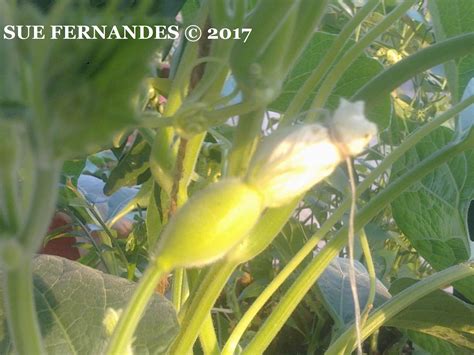 Plants Growing In My Potted Garden How To Grow Bottle Gourd From