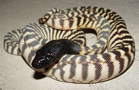 Black Headed Python Beautiful Snake Breeds
