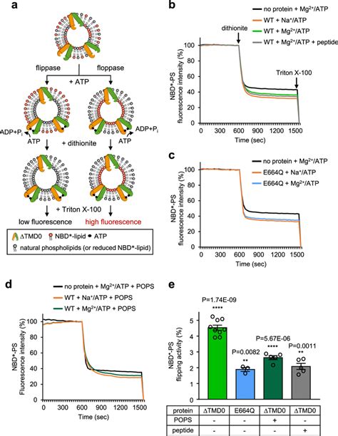 Atp Dependent Nbd Ps Transport Activity A Schematic Of The Download Scientific Diagram