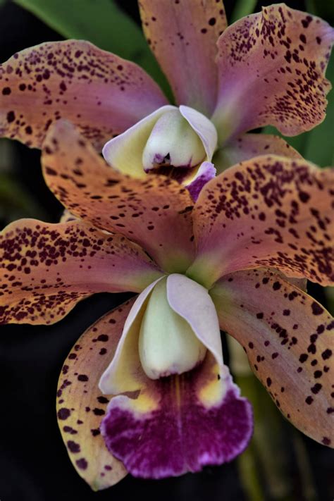 More Orchid Beauties Xxi By Opalreif On Deviantart