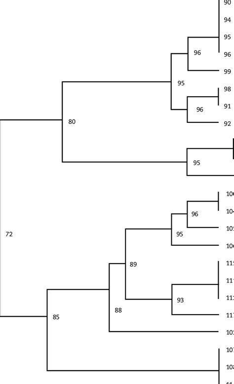 Dendrogram Illustrating The Relationship Between 23 A Baumannii