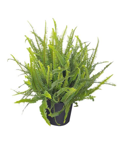 Buy Nephrolepis Obliterata Kimberly Queen Kimberly Queen Fern Free