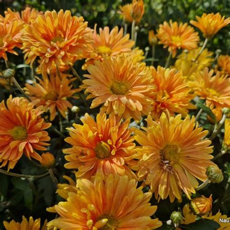 Chrizantema Krizhinka