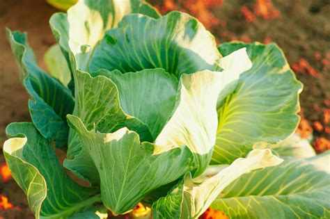 양배추 배경입니다 밭에서 신선한 양배추 채식 음식 개념입니다 유기 재배 홈 원 예 채소 재배 건강한 식생활에 대한 스톡 사진 및 기타 이미지 Istock
