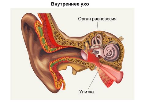 Картинка для детей ухо (40 фото) скачать бесплатно