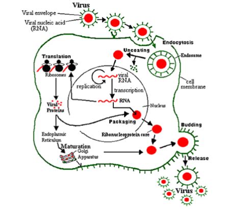 How Do Viruses Work