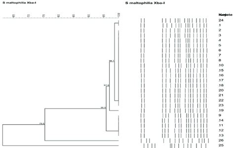 Dendogram Of Pfge Band Patterns Obtained By Using Upgma Method In S