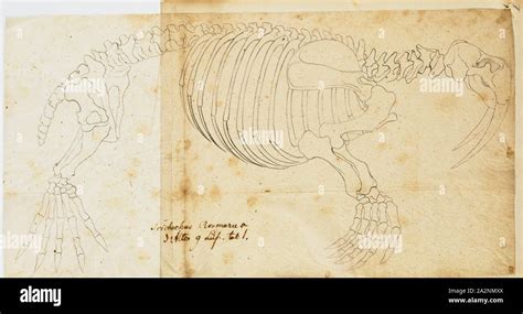 Trichechus Rosmarus Print The Walrus Odobenus Rosmarus Is A Large
