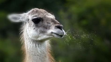 Qui Est Le Youtubeur Lama Faché