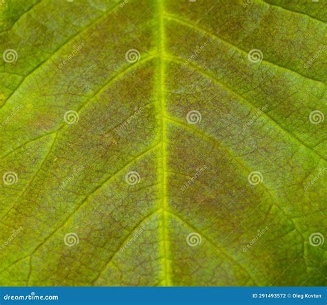 Reticulate Leaf Venation Structure Of The Leaf Blade Of Higher Plants