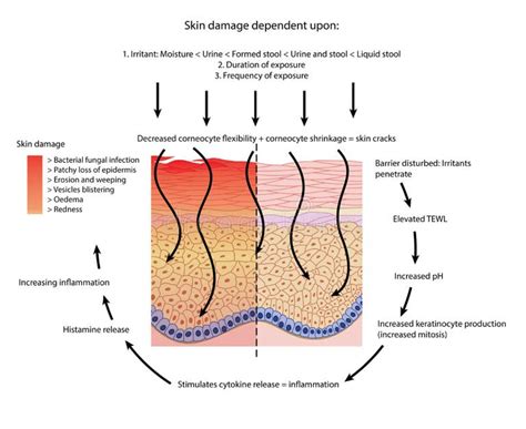 Corneocytes Stock Illustrations 4 Corneocytes Stock Illustrations Vectors And Clipart Dreamstime