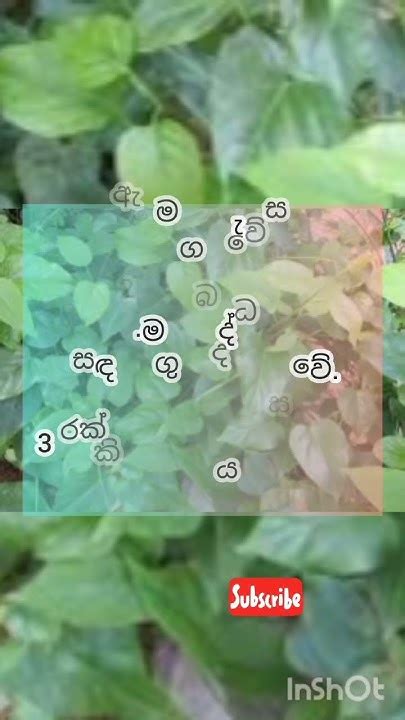 Amazing Benefits In Aguna අඟුණ කොළ සතු විශ්මිත ගුණාංග Srilanka 🇱🇰