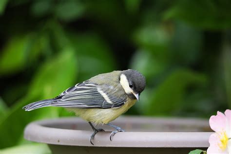 Great Tit Bird Free Photo On Pixabay Pixabay