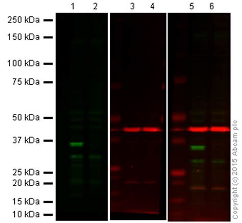 Anti Cdk2 Antibody Ko Tested Ab64669 Abcam