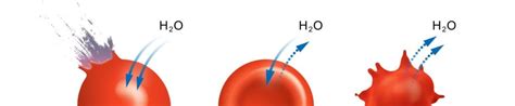 Optimal Osmolality Fixative Solution Em Grade