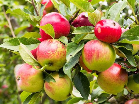How To Grow And Care For Apples Lovethegarden
