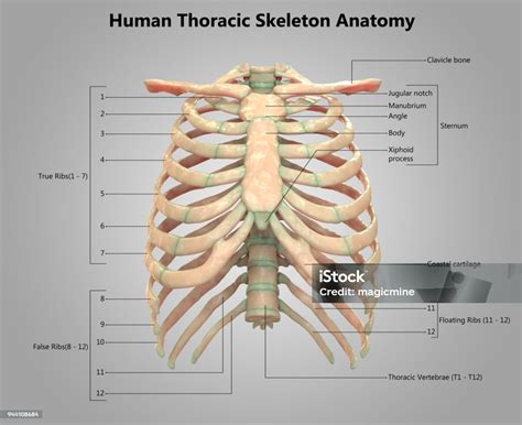 인간의 골격 시스템 흉부 뼈대 라벨 디자인 해부학 3차원 형태에 대한 스톡 사진 및 기타 이미지 3차원 형태 X 레이