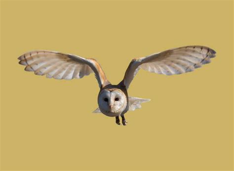 Spiritual Meaning Of Owls Symbolism