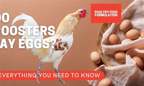 How To Raise Chickens That Lay Eggs Without A Rooster A Comprehensive