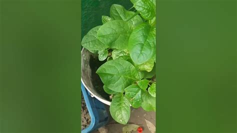 কিভাবে কাটিং থেকে সহজেই পুইশাক গাছ লাগিয়েছি গাছওপ্রকৃতি Youtube