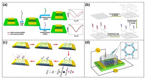 Recent Advances In Field Effect Transistor Biosensors Designing Strategies And Applications For