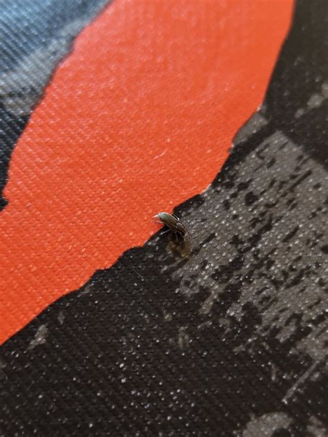 Is This A Tick R Whatsthisbug