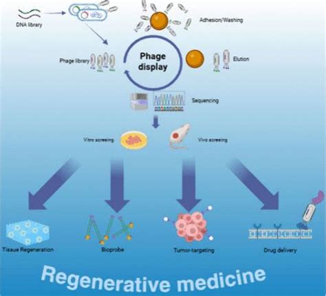 利用噬菌体展示技术为医疗保健提供支持 Acs Biomaterials Science And Engineering X Mol