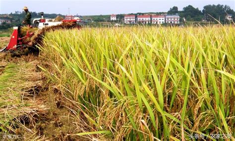 厲害灌陽縣一季超級稻畝產再破1000公斤 單產連續九年廣西第一 每日頭條
