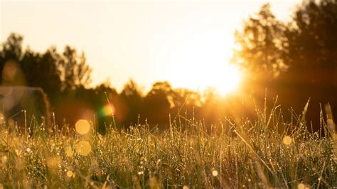 Download Wallpaper 1920x1080 Rays Grass Field Glare Full Hd Hdtv