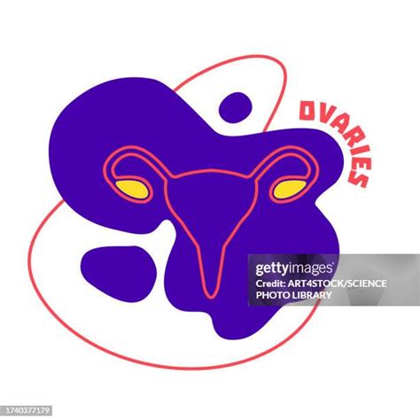 Female Reproductive System Illustration High Res Vector Graphic Getty Images