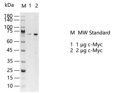 C Myc Dna损伤修复蛋白 爱思益普生物 蛋白平台