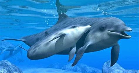 Los Delfines En Cautiverio El DELFIN