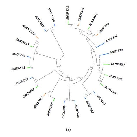 Multiple Sequence Alignment Of Nf Yb Conserved Domains Multiple Download Scientific Diagram