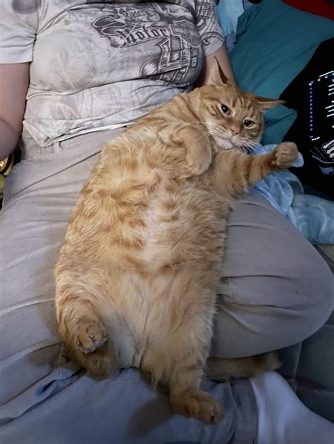 My Sisters Cat Rchonkers