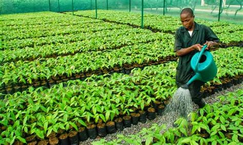 How To Start A Cocoa Farm In Nigeria Agribiz In Nigeria