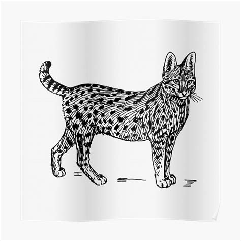 Serval Wild Cat Illustration Poster For Sale By Msanirak Redbubble