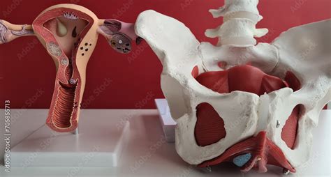 Anatomy Of Pelvis Of Woman Gynecology Of Uterus And Pelvic Bones Stock