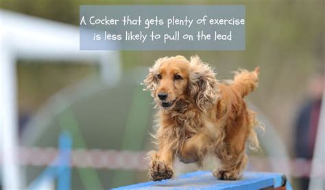How To Stop A Cocker Spaniel From Pulling On The Lead A Comprehensive