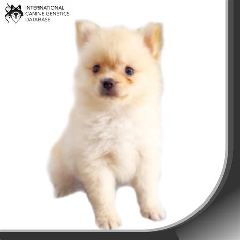 Bella Of Keenos Pride Iagd