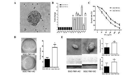 B7 H1 Enhances Proliferation Ability Of Gastric Cancer Stem Like Cells