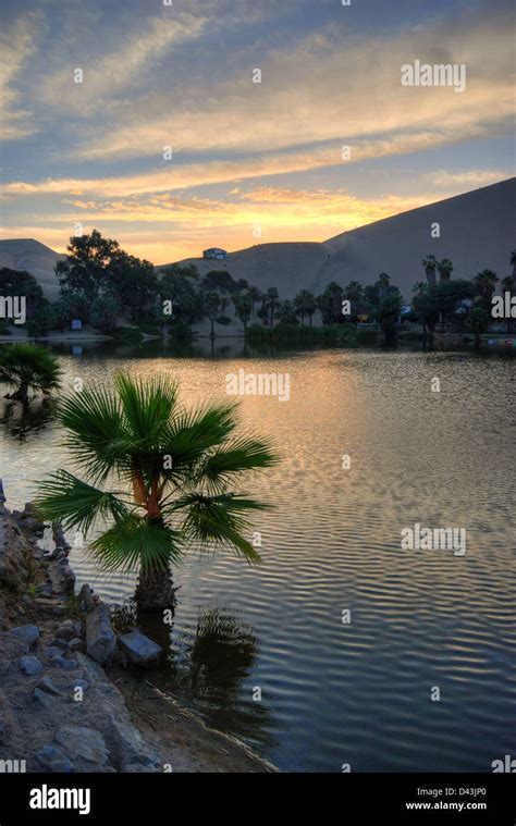 A Palm Tree Growing On The Edge Of Huacachina Oasis Peru At Sunset