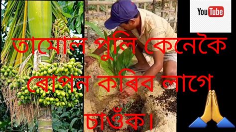 তামোল পুলি কেনে দৰে ৰোপন কৰিব লাগে চাওঁক ৷ Youtube